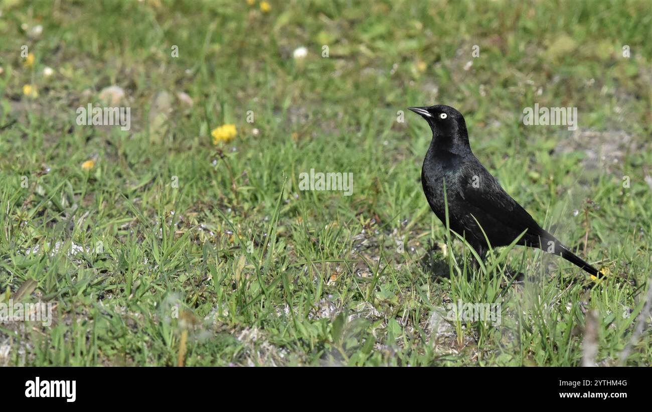 Brewer's Blackbird (Euphagus cyanocephalus Stock Photo - Alamy