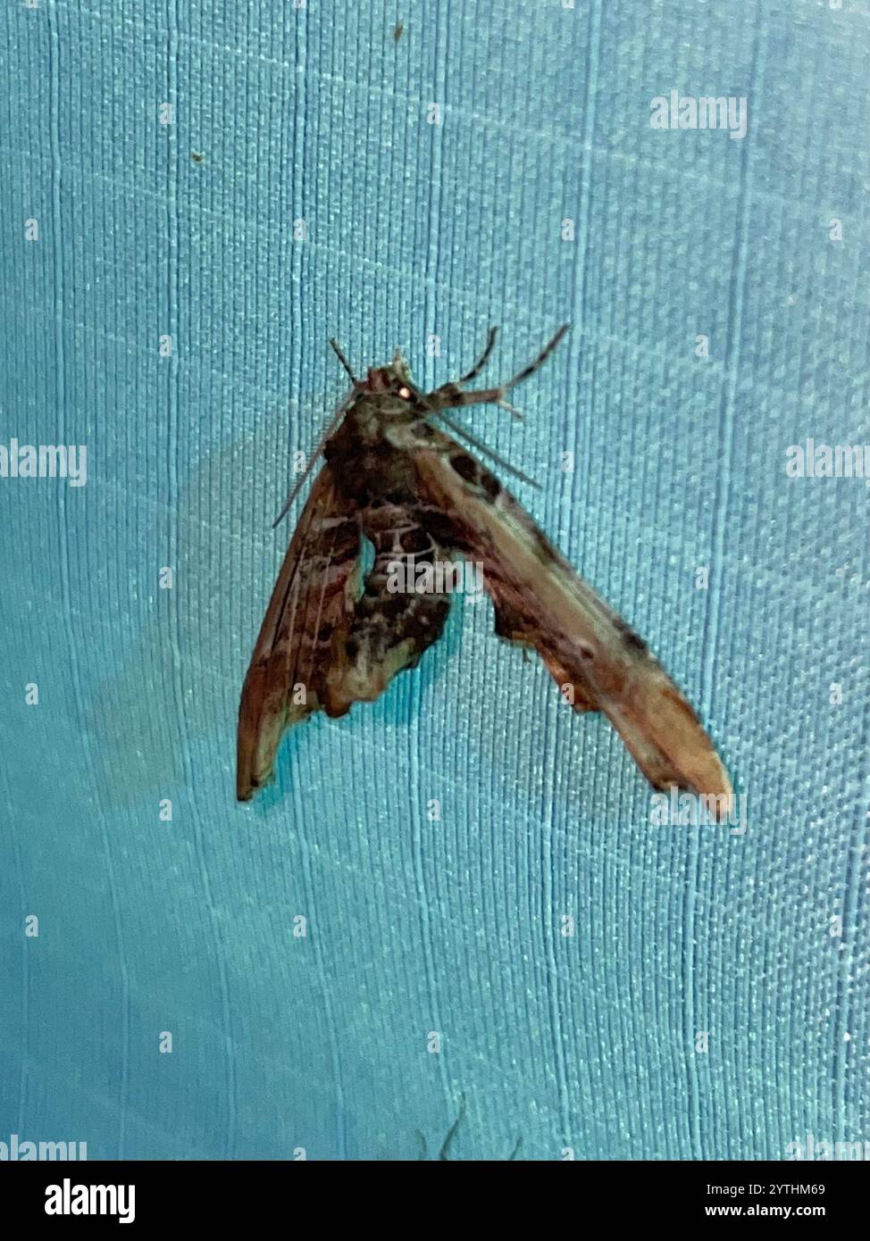 Light Marathyssa Moth (Marathyssa basalis Stock Photo - Alamy