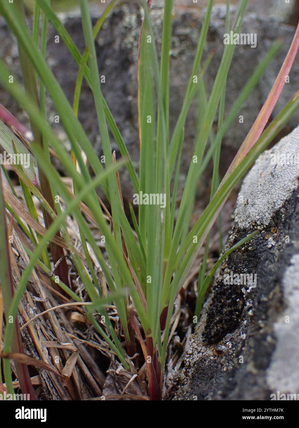 Pine bluegrass (Poa secunda Stock Photo - Alamy