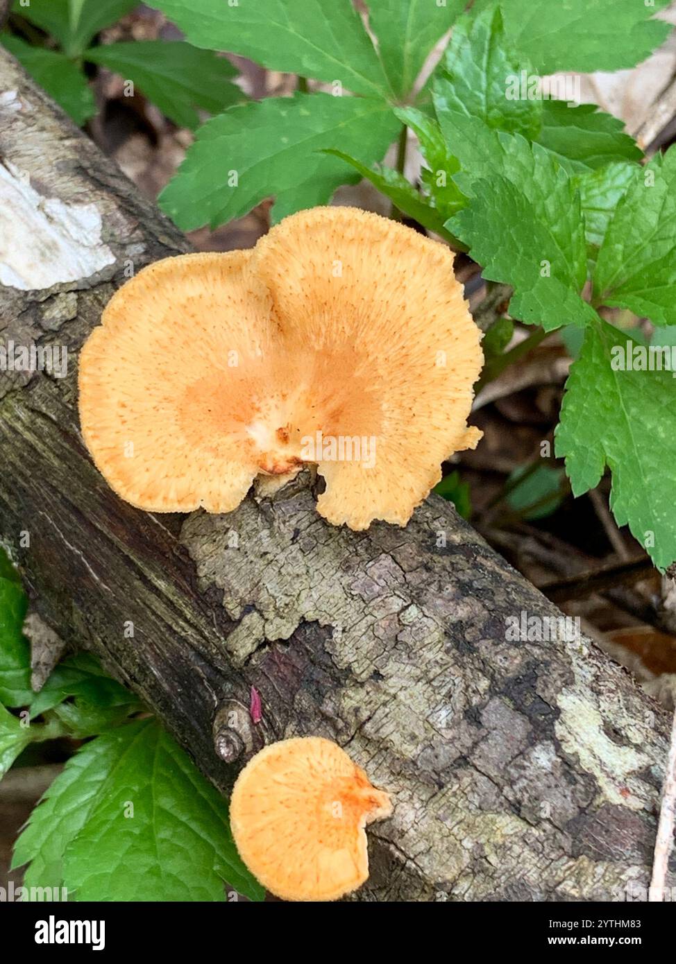 hexagonal-pored polypore (Neofavolus alveolaris Stock Photo - Alamy