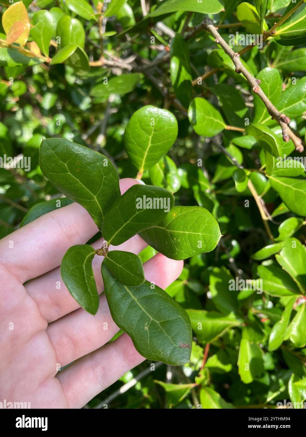 Myrtle Oak (Quercus myrtifolia Stock Photo - Alamy