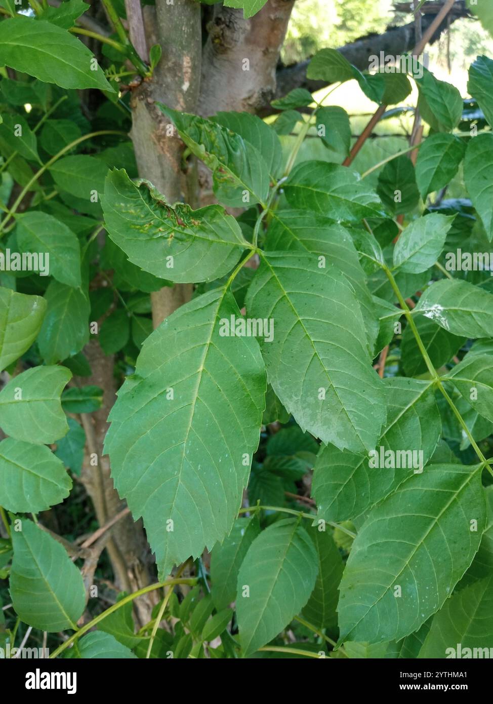 European ash (Fraxinus excelsior Stock Photo - Alamy