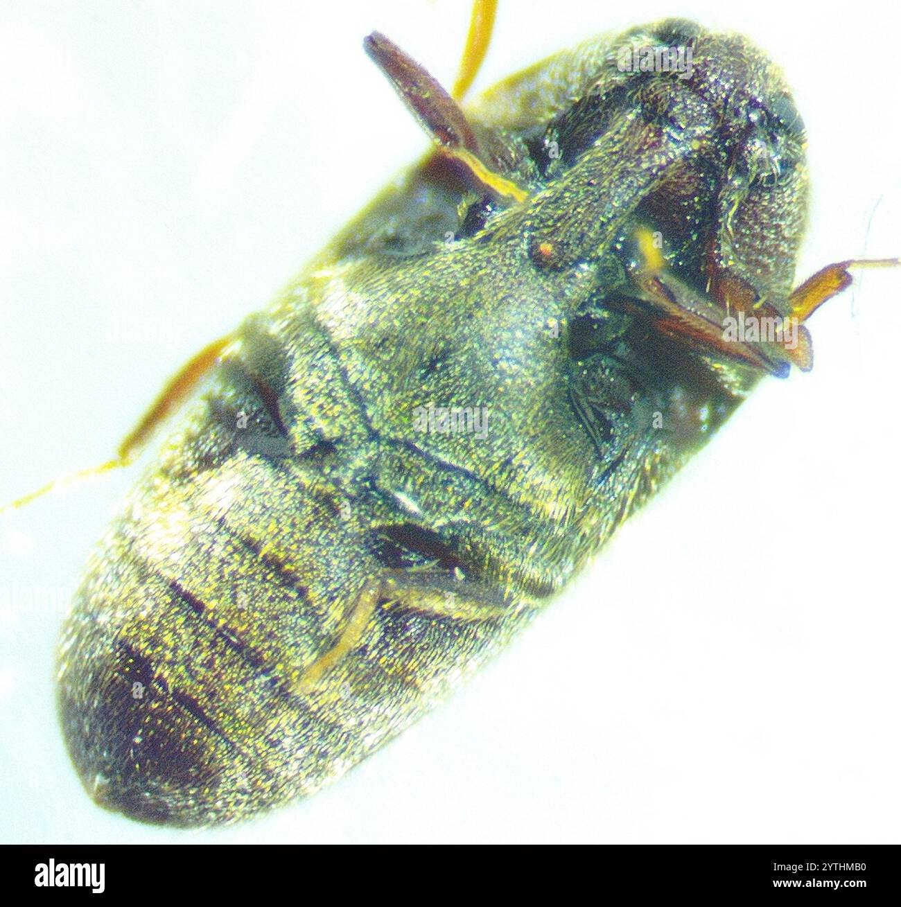 Trixagus hi-res stock photography and images - Alamy