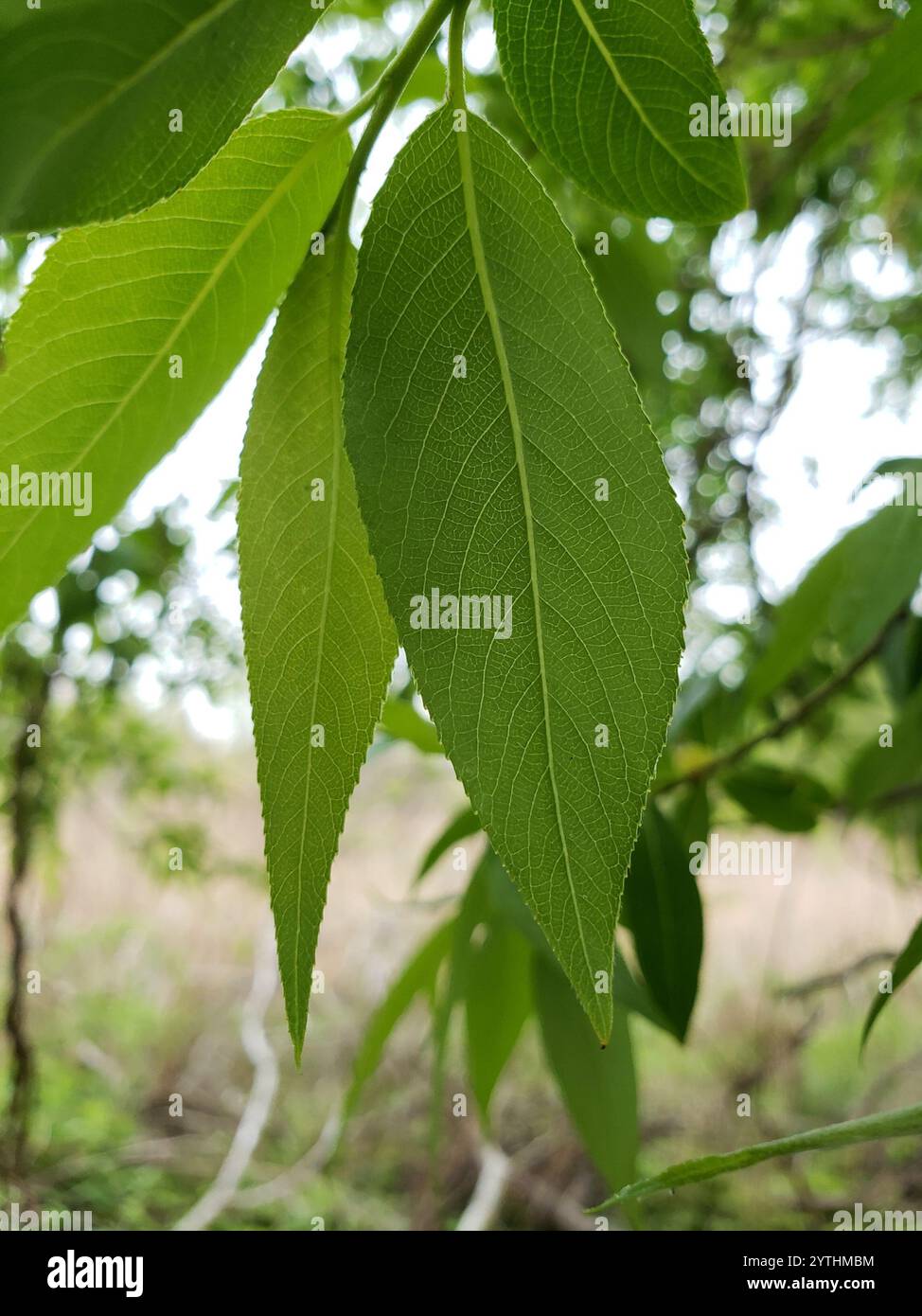 hybrid crack willow (Salix × fragilis Stock Photo - Alamy