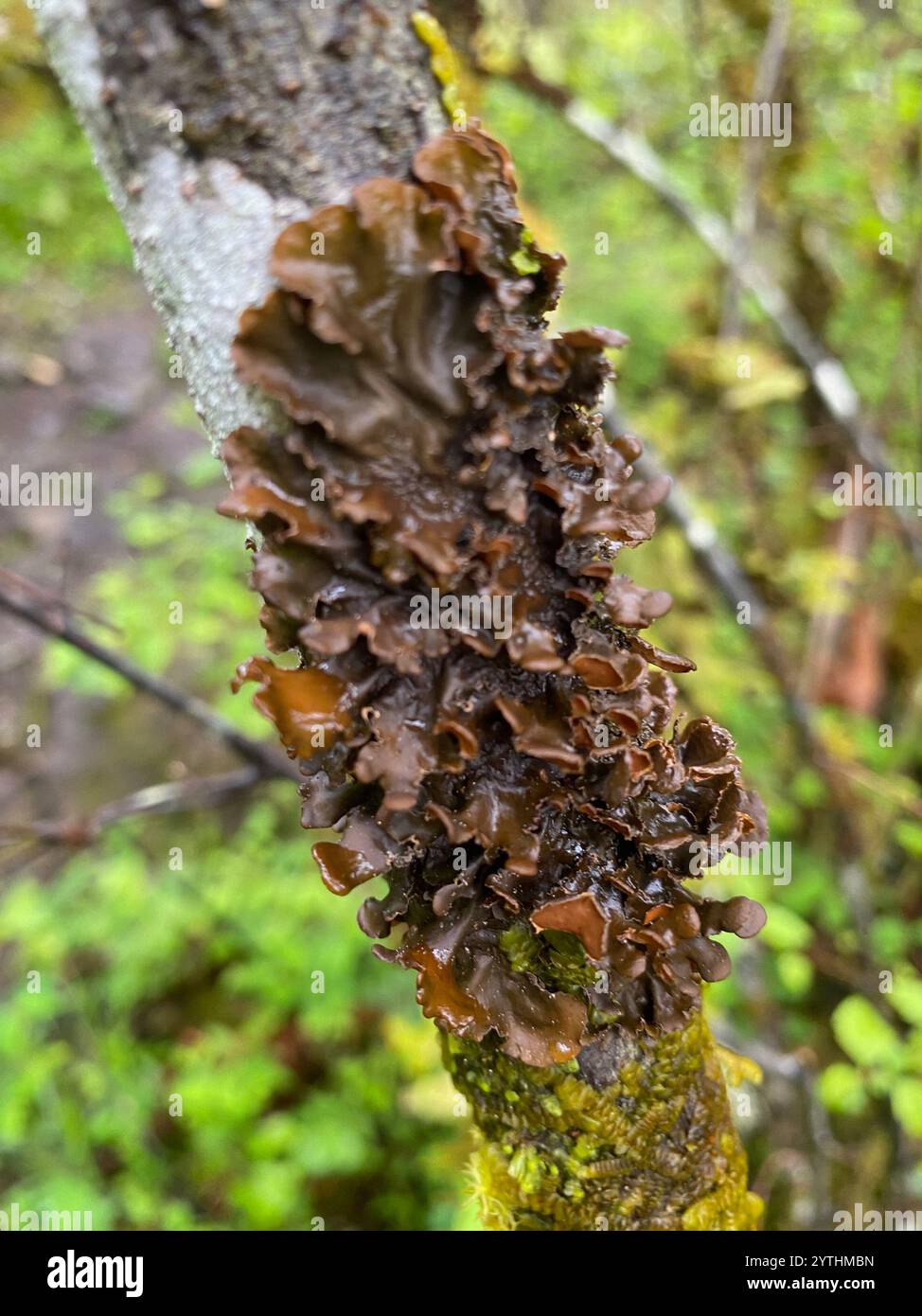 common lichens (Lecanoromycetes Stock Photo - Alamy