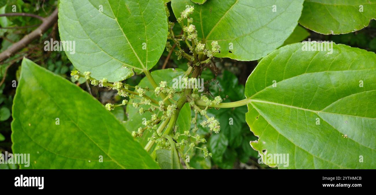 nettle family (Urticaceae Stock Photo - Alamy