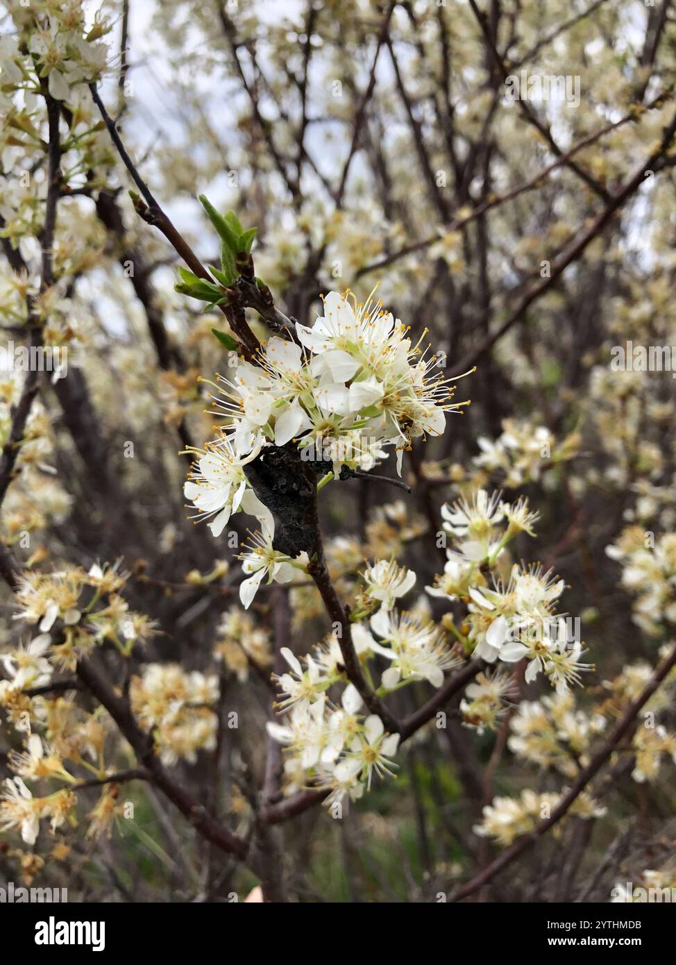 Chickasaw plum (Prunus angustifolia Stock Photo - Alamy