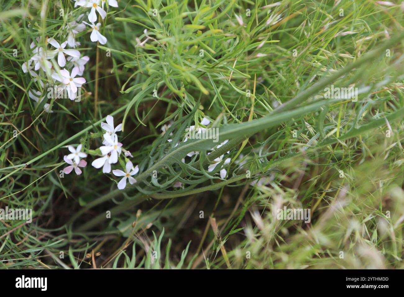 Slender Hawksbeard (Crepis atribarba Stock Photo - Alamy