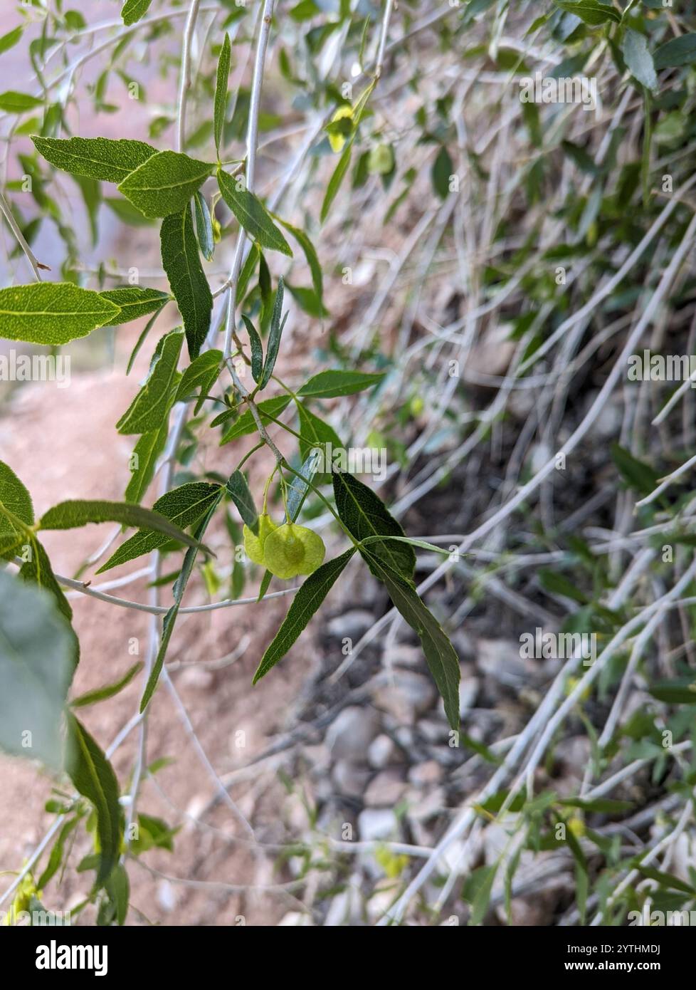 common hoptree (Ptelea trifoliata Stock Photo - Alamy