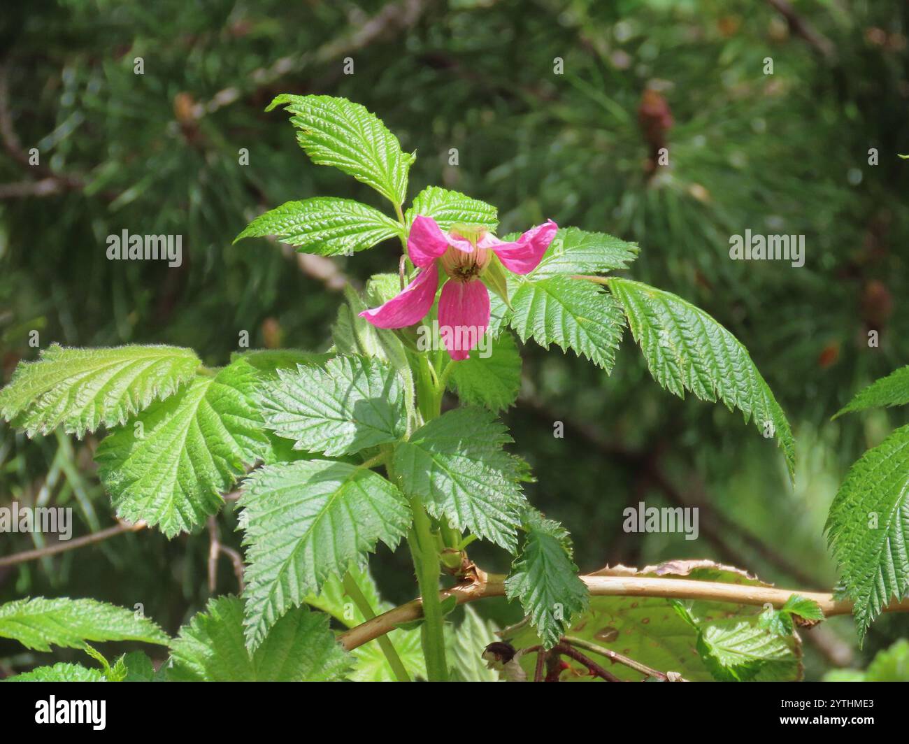 Salmonberry (Rubus spectabilis Stock Photo - Alamy