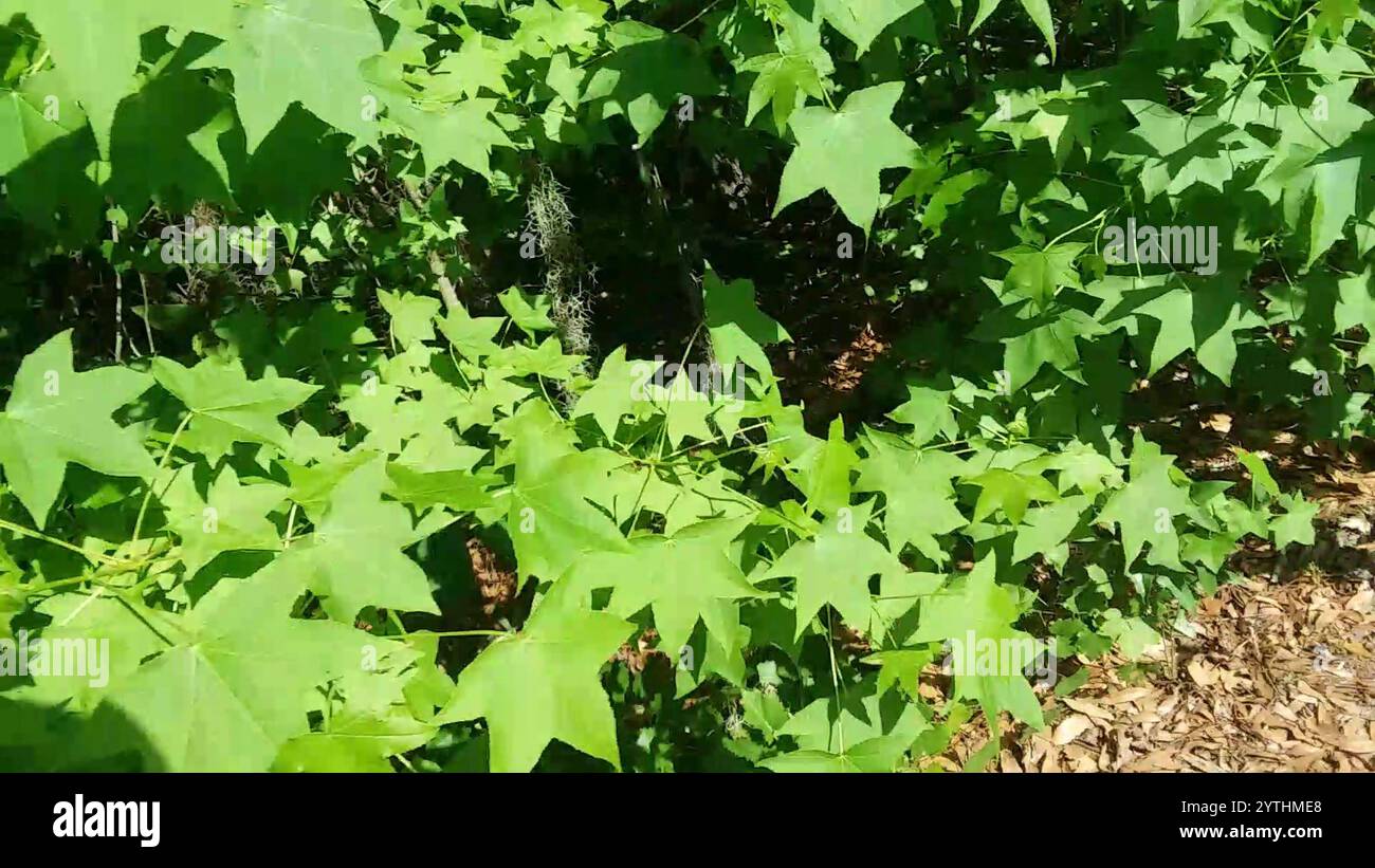 American sweetgum (Liquidambar styraciflua Stock Photo - Alamy