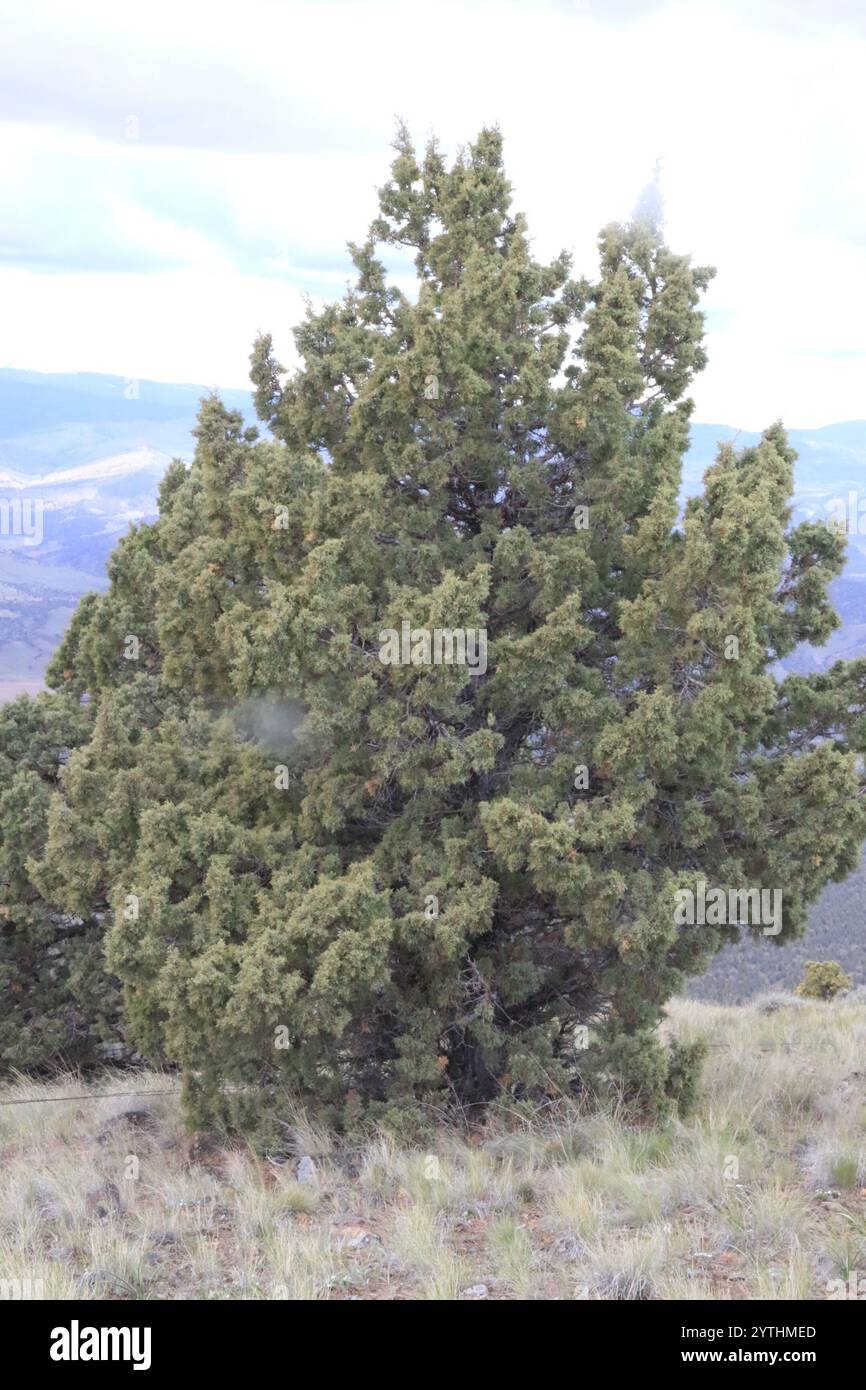 western juniper (Juniperus occidentalis Stock Photo - Alamy