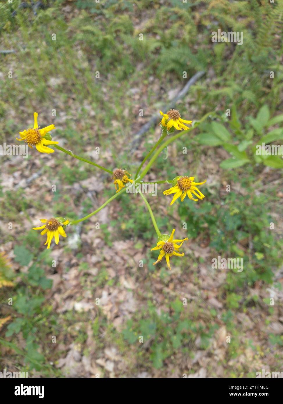 Tall western groundsel (Senecio integerrimus Stock Photo - Alamy