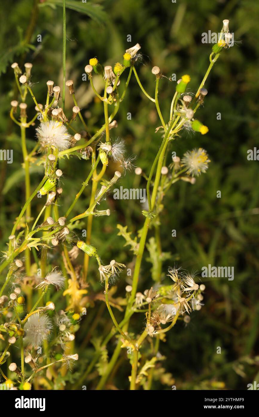 common groundsel (Senecio vulgaris Stock Photo - Alamy