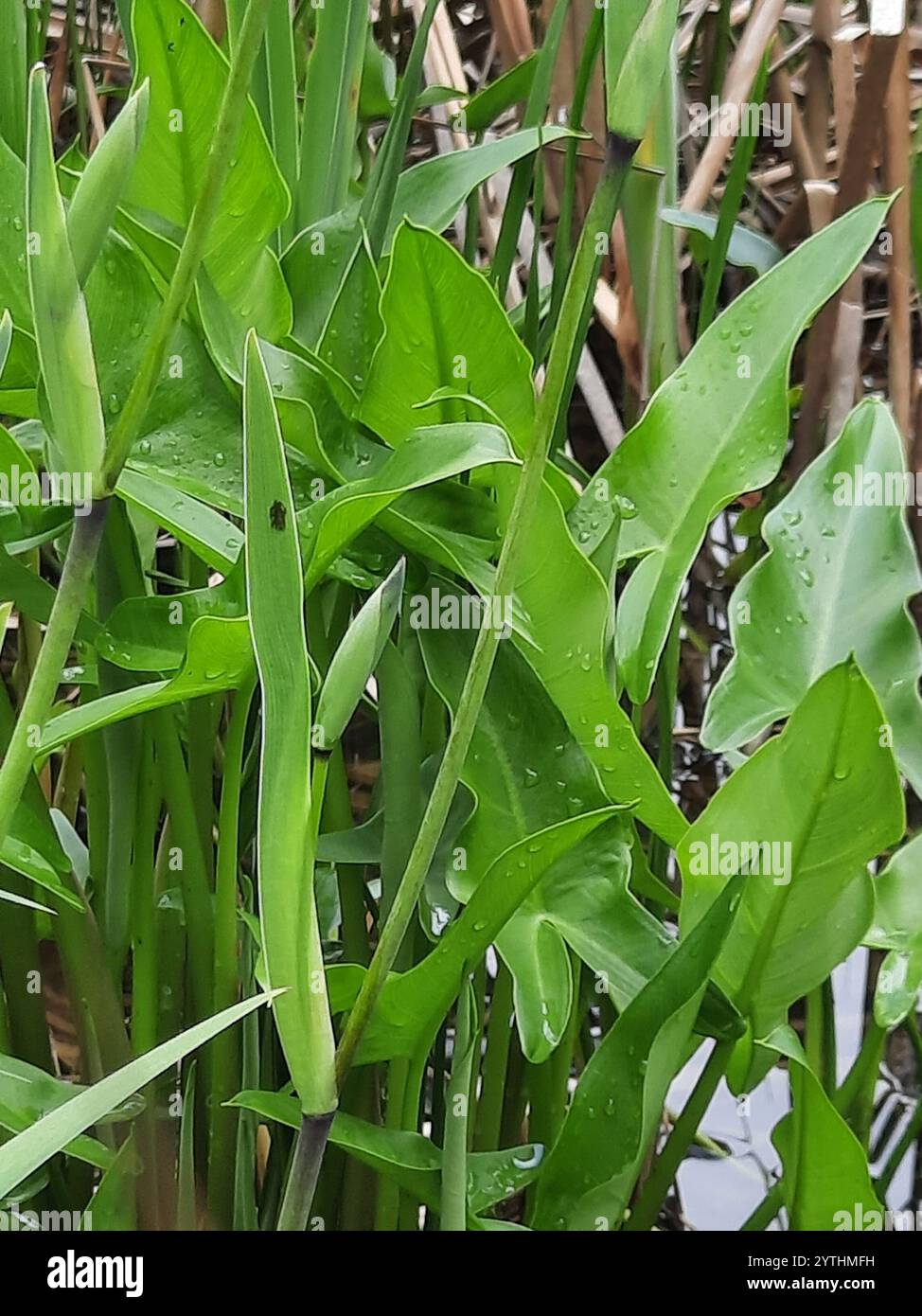 Green Arrow Arum (Peltandra virginica Stock Photo - Alamy