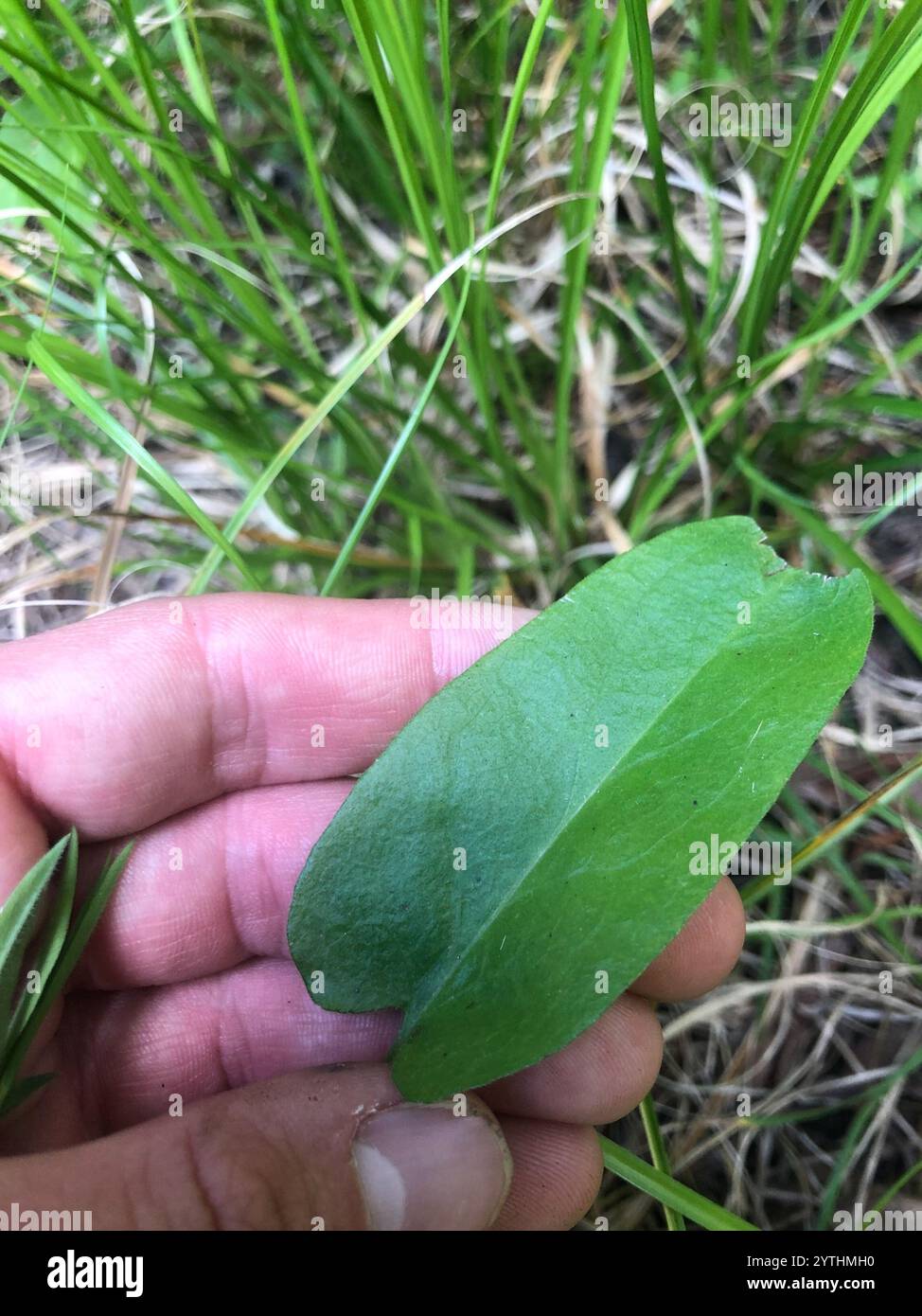 Grassleaf azure aster (Symphyotrichum oolentangiense poaceum Stock ...