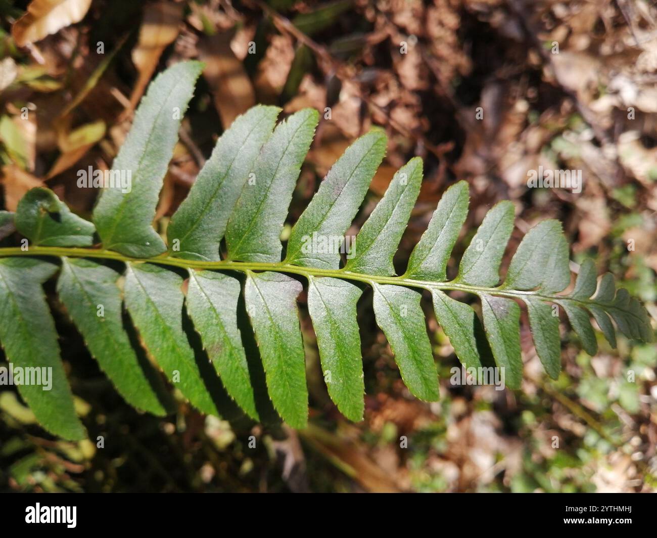 Christmas fern (Polystichum acrostichoides Stock Photo - Alamy