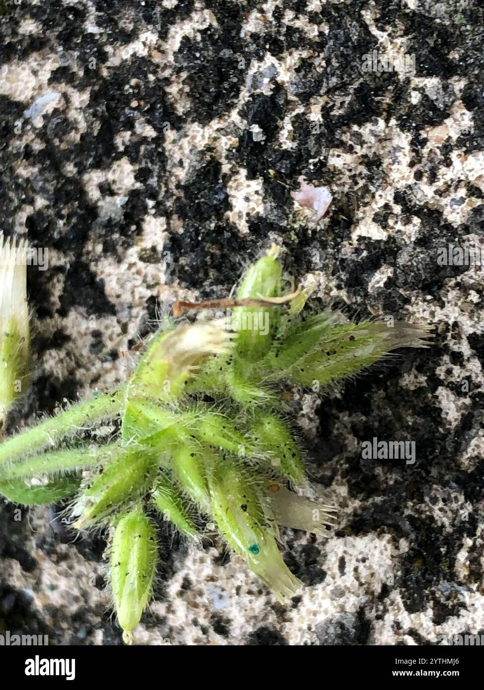 Sticky mouse-ear chickweed (Cerastium glomeratum Stock Photo - Alamy