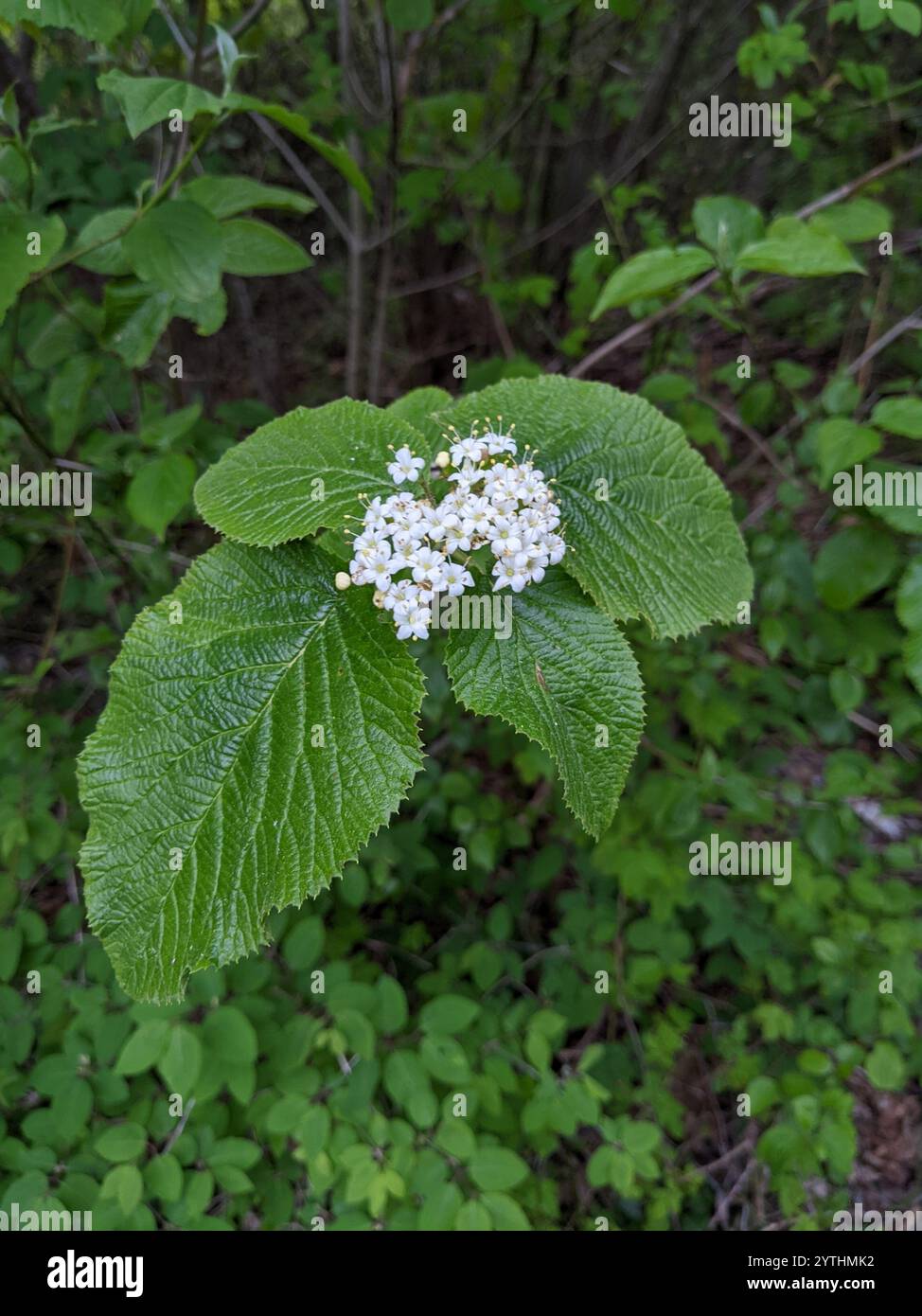 Wayfaring-tree (Viburnum lantana Stock Photo - Alamy