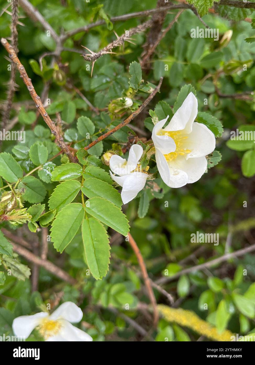 Field Rose (Rosa arvensis Stock Photo - Alamy