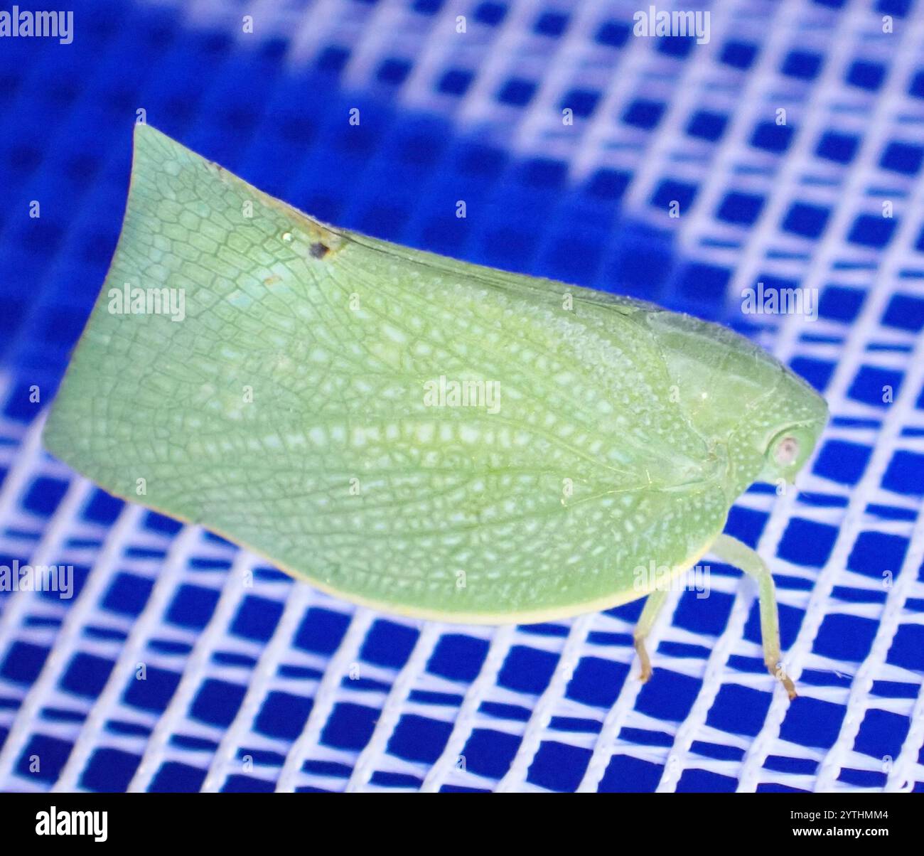 Unipunctata hi-res stock photography and images - Alamy