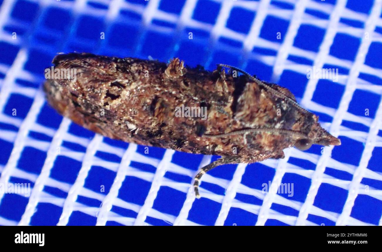 False Codling Moth (Thaumatotibia leucotreta Stock Photo - Alamy