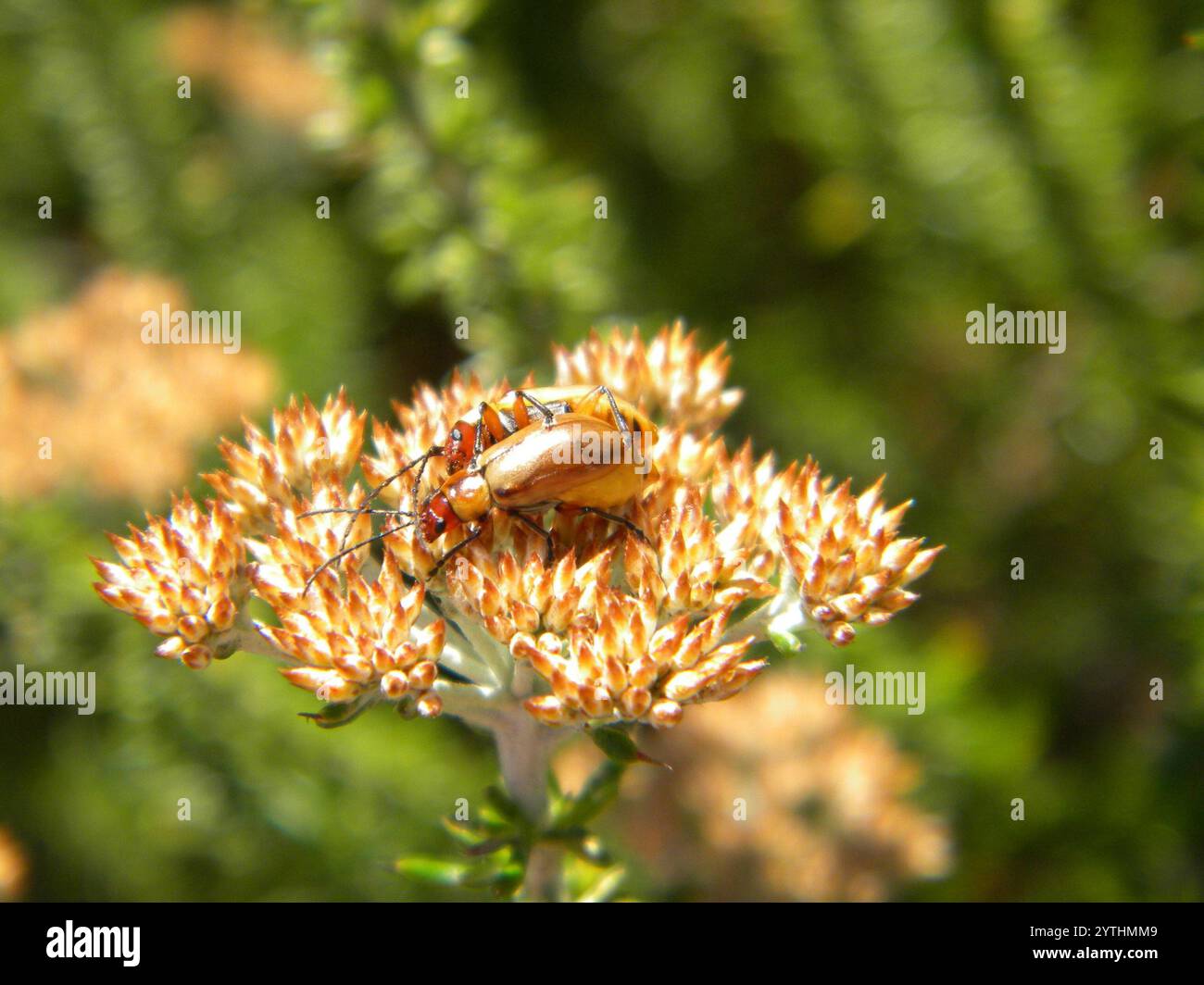 Swollen Restio Beetles (Pseudorupilia Stock Photo - Alamy