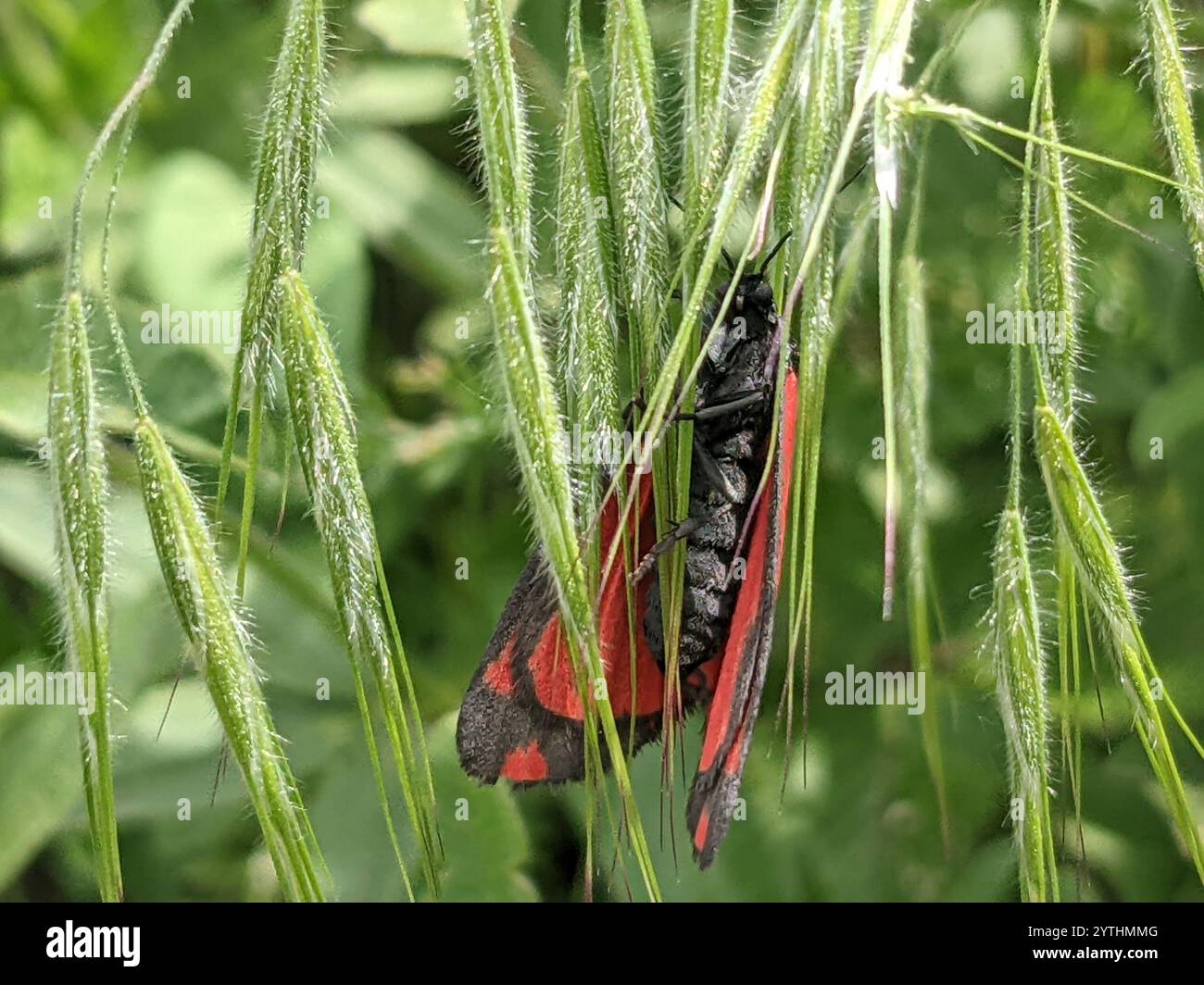 Cinnabar moth (Tyria jacobaeae Stock Photo - Alamy