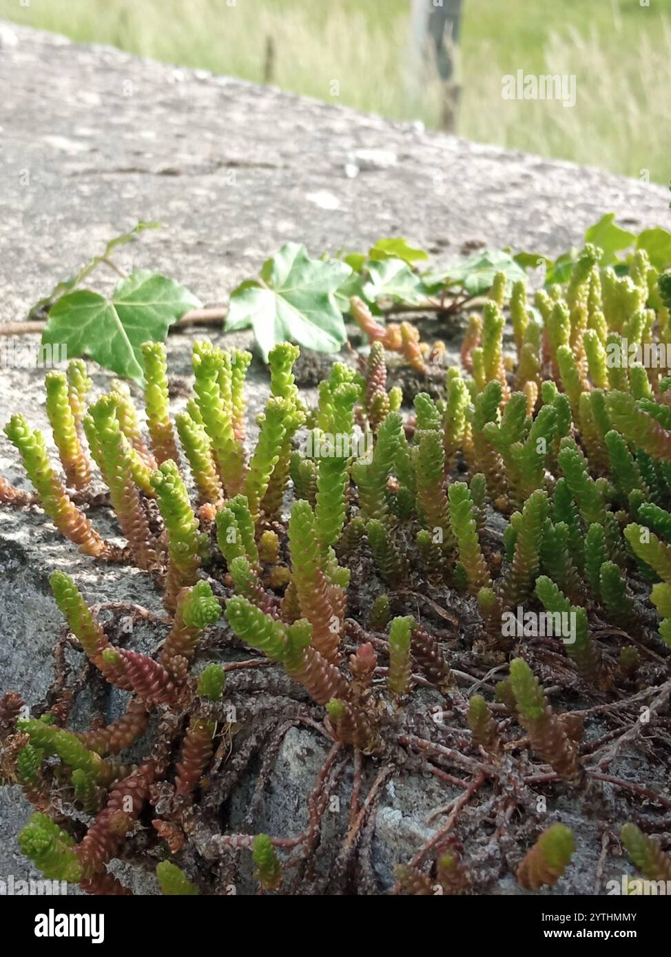 Biting Stonecrop (Sedum acre Stock Photo - Alamy