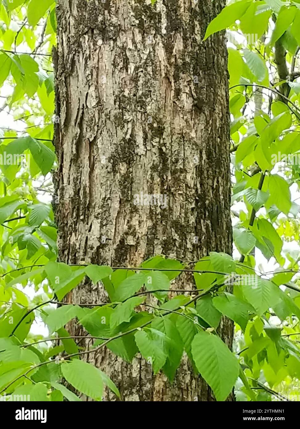 white oak (Quercus alba Stock Photo - Alamy
