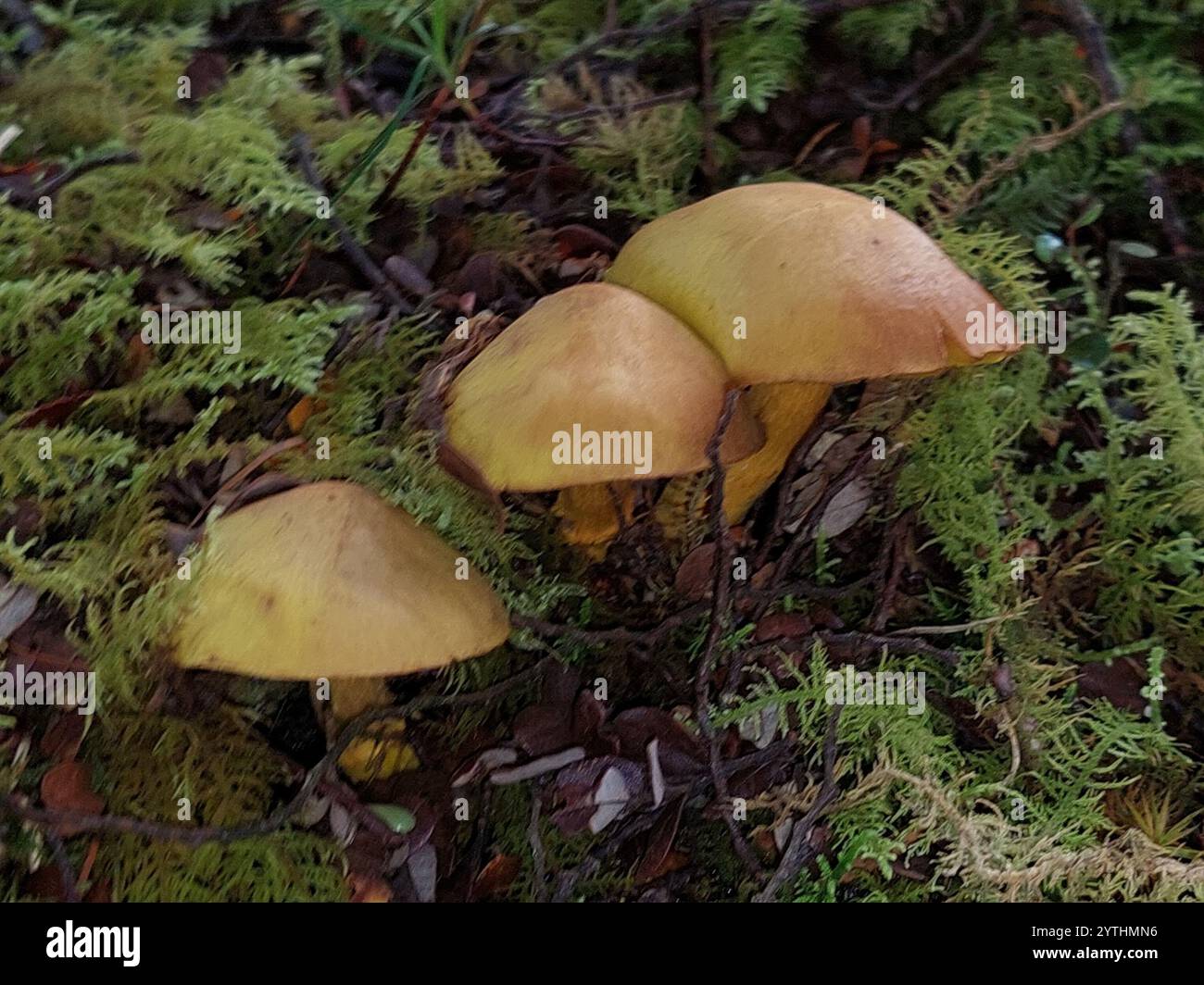 Canarius hi-res stock photography and images - Alamy