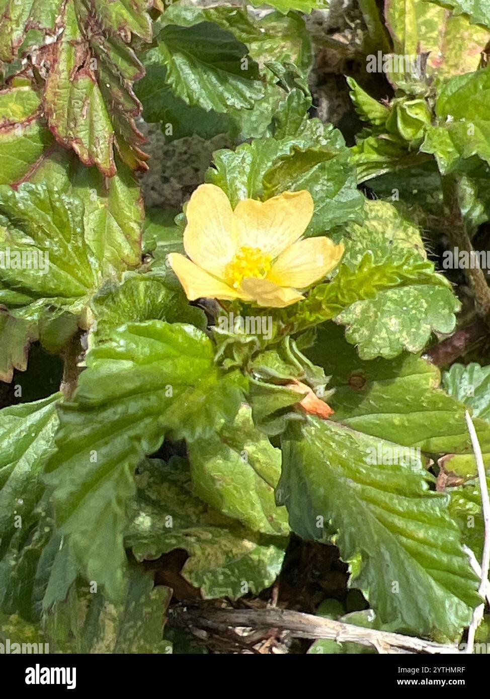 three-lobe false mallow (Malvastrum coromandelianum Stock Photo - Alamy