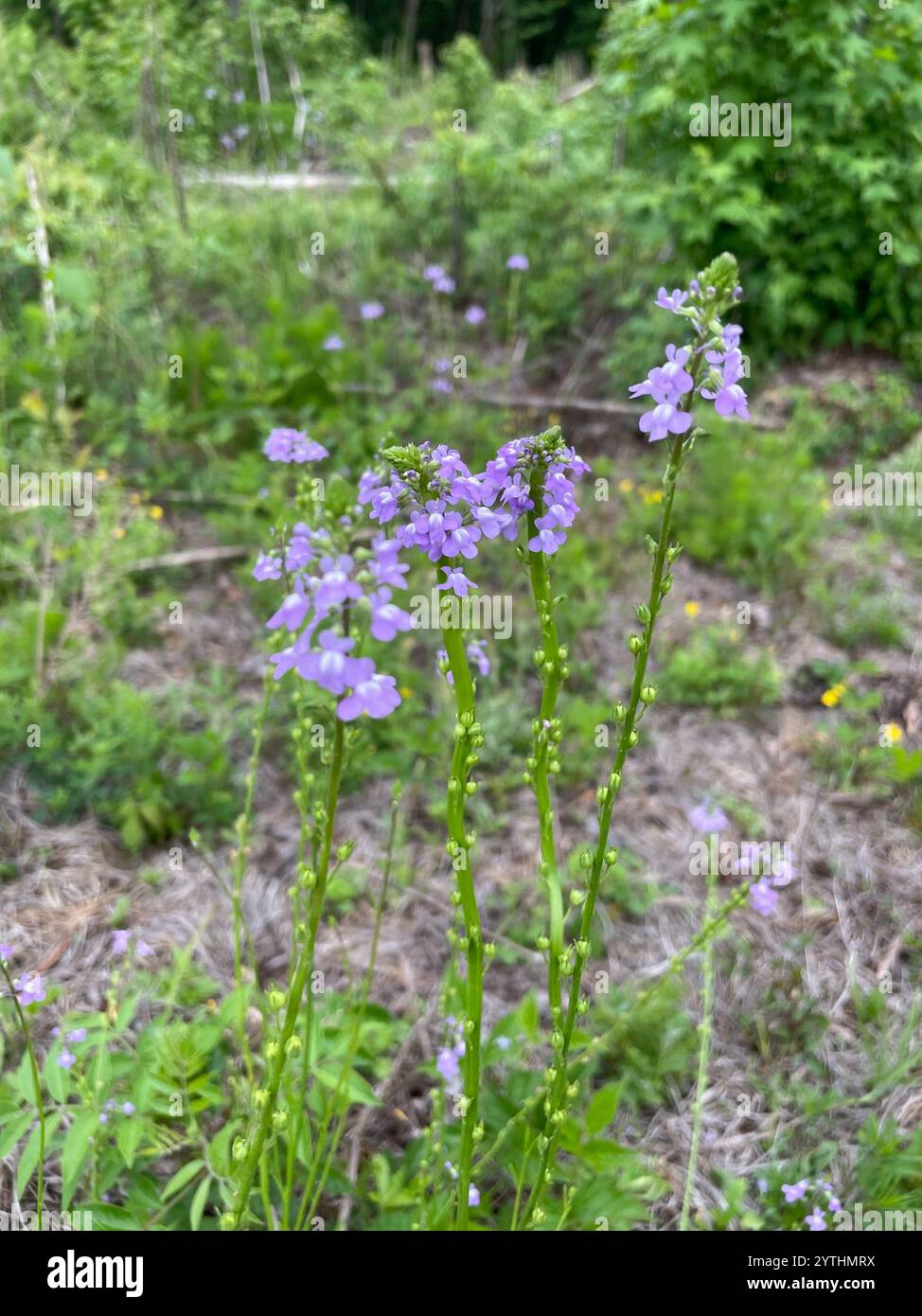 blue toadflax (Nuttallanthus canadensis Stock Photo - Alamy