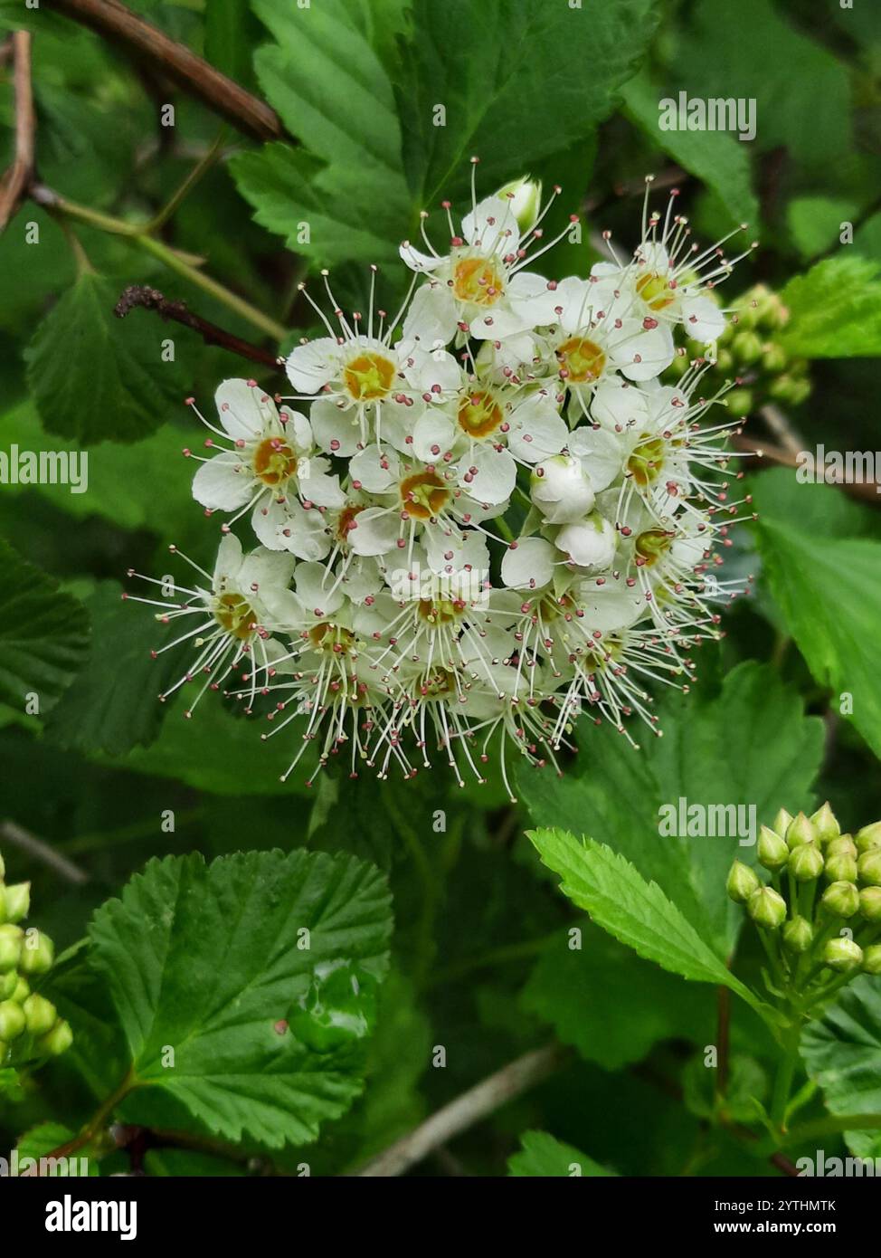 common ninebark (Physocarpus opulifolius Stock Photo - Alamy