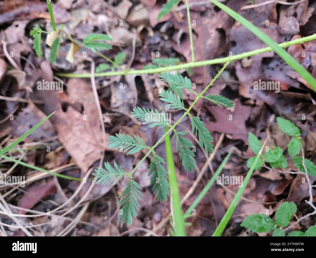 Sensitive briar hi-res stock photography and images - Alamy