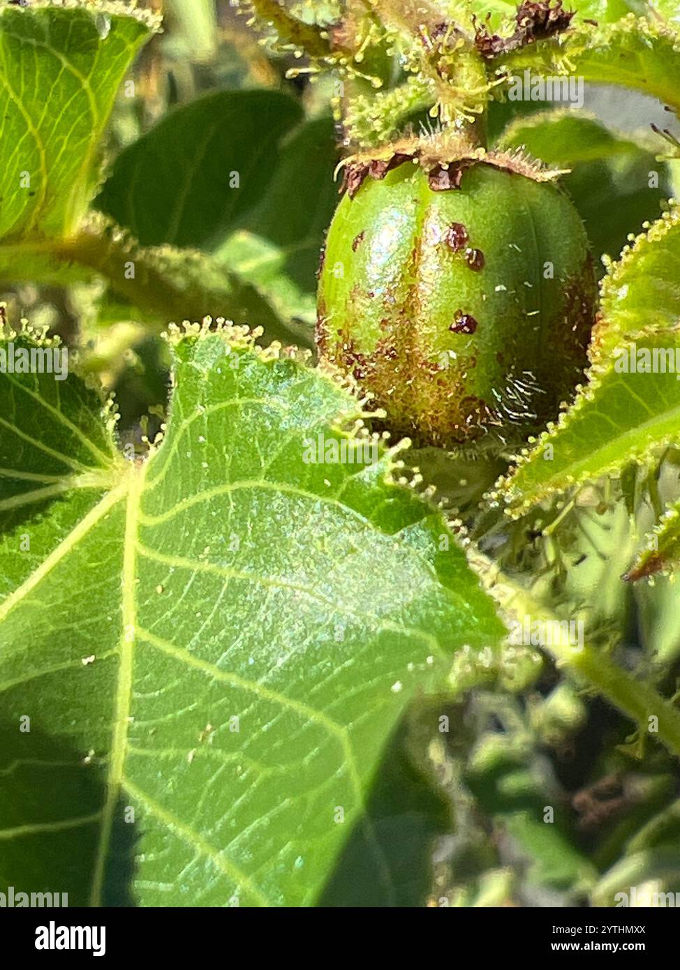 Bellyache Bush (Jatropha gossypiifolia Stock Photo - Alamy