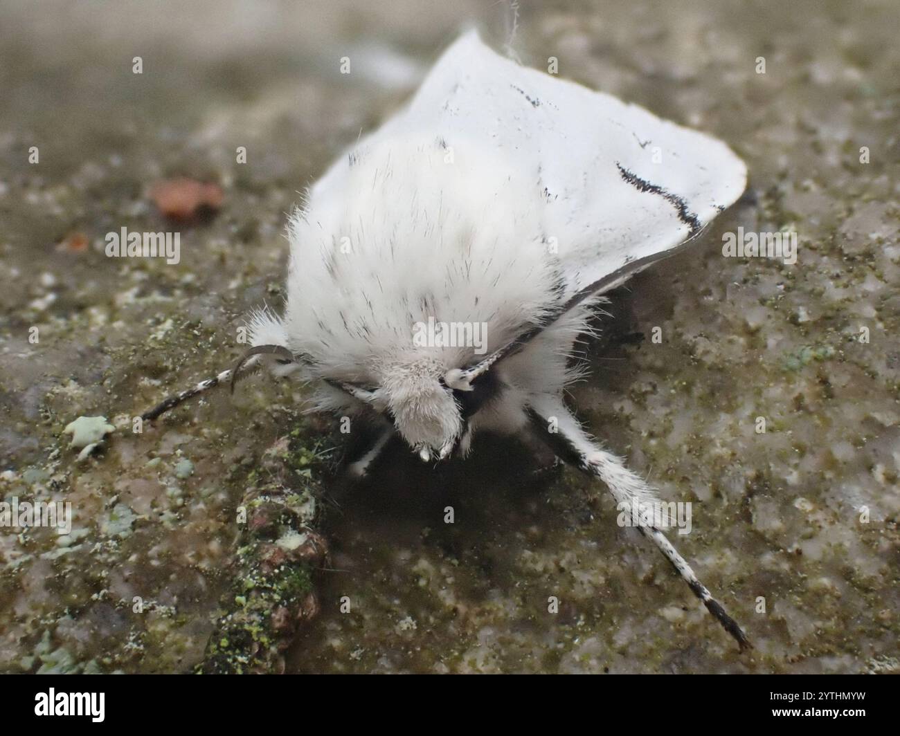 The Miller (Acronicta leporina Stock Photo - Alamy