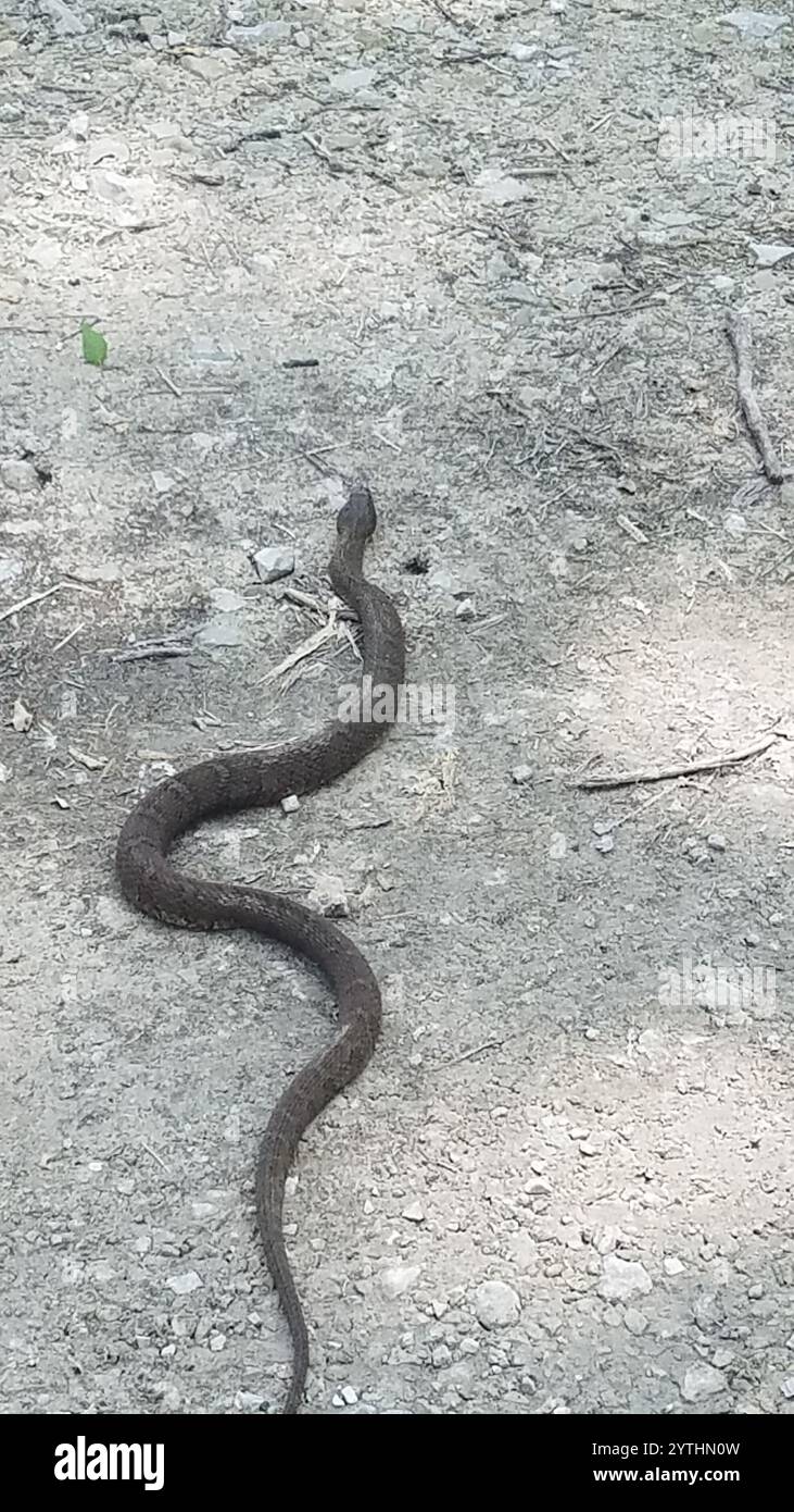 Common Watersnake (Nerodia sipedon Stock Photo - Alamy