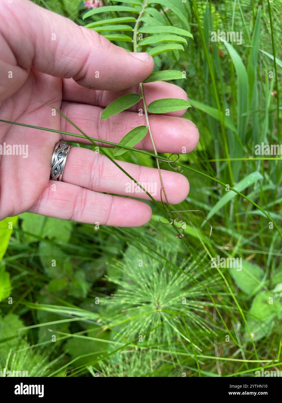 giant vetch (Vicia gigantea Stock Photo - Alamy