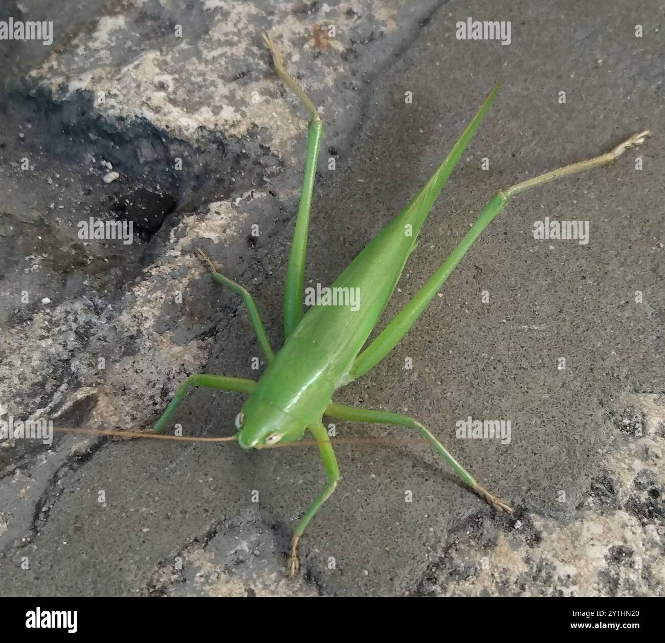 Broad-tipped Conehead (Neoconocephalus triops Stock Photo - Alamy
