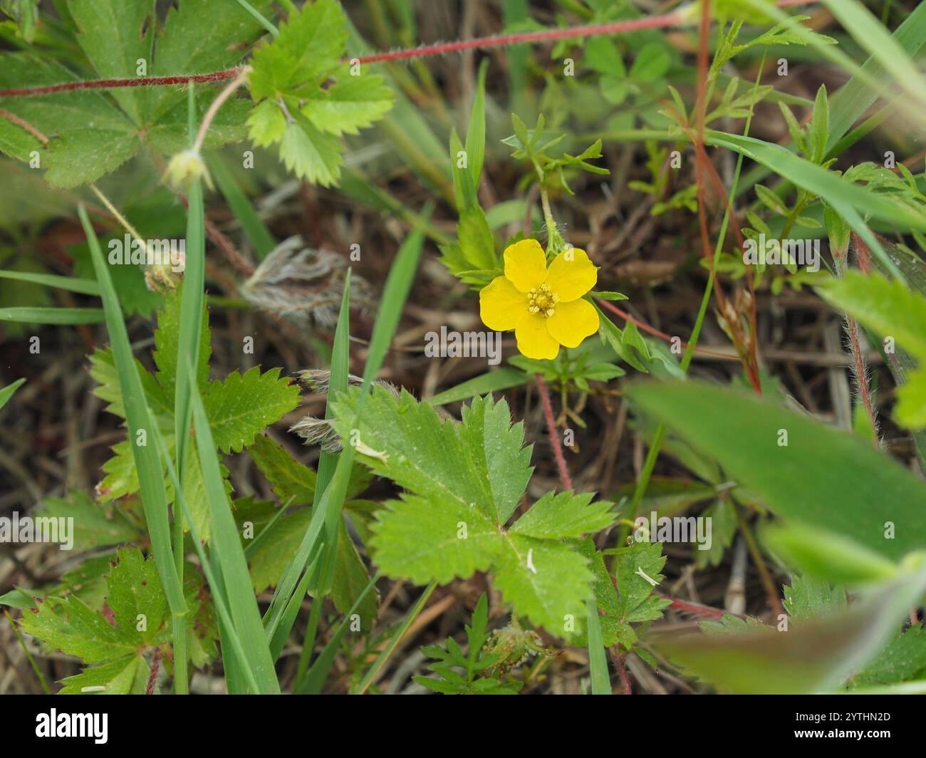 common cinquefoil (Potentilla simplex Stock Photo - Alamy