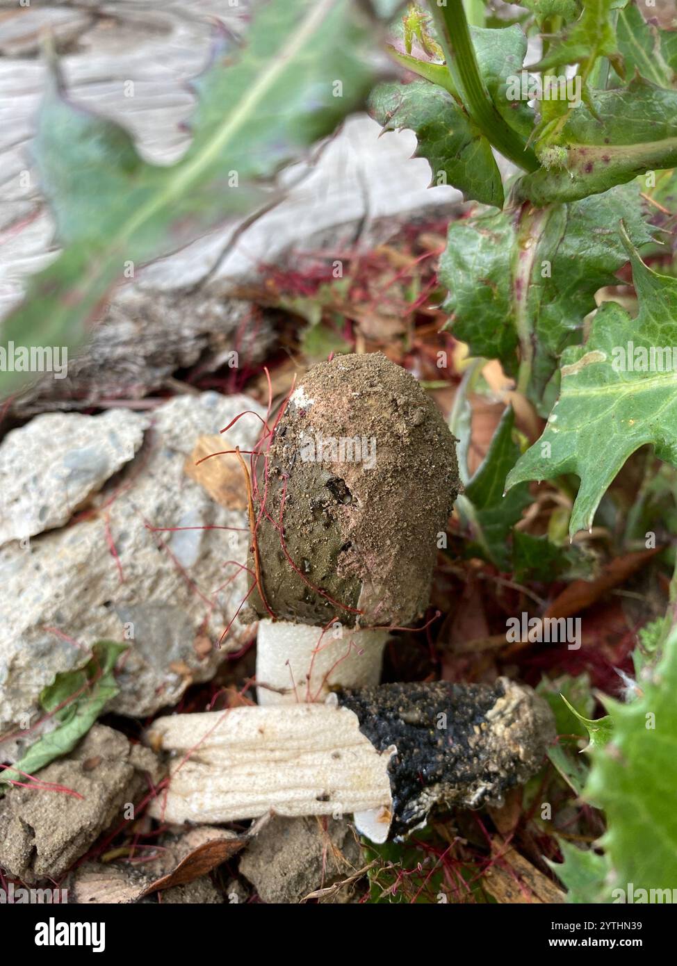 dune stinkhorn (Phallus hadriani Stock Photo - Alamy