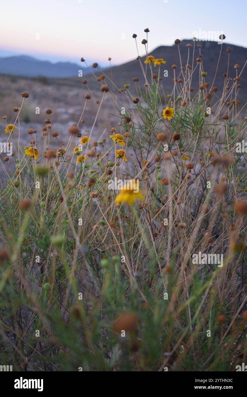 Skeletonleaf Goldeneye (Sidneya tenuifolia Stock Photo - Alamy