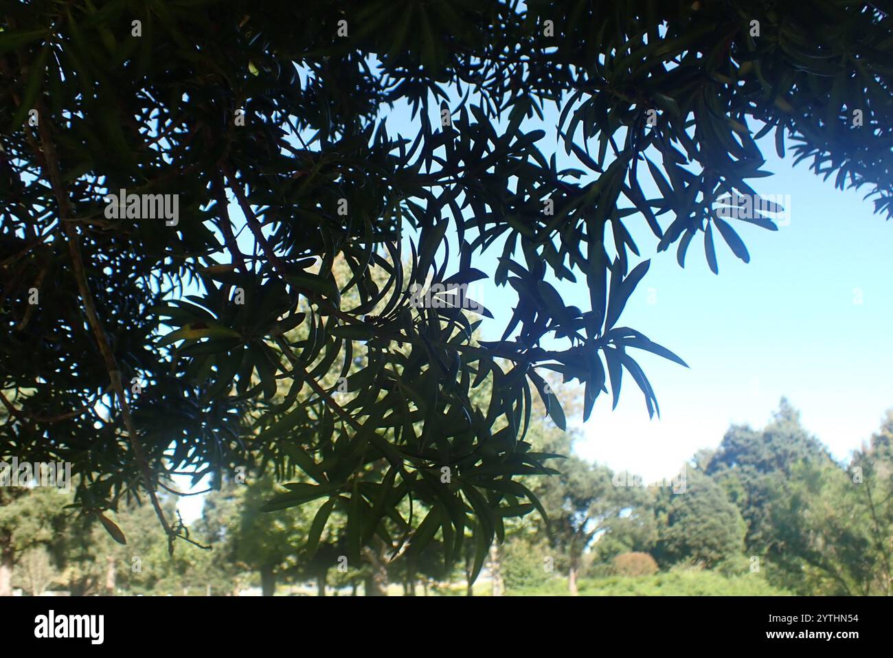 real yellowwood (Podocarpus latifolius Stock Photo - Alamy