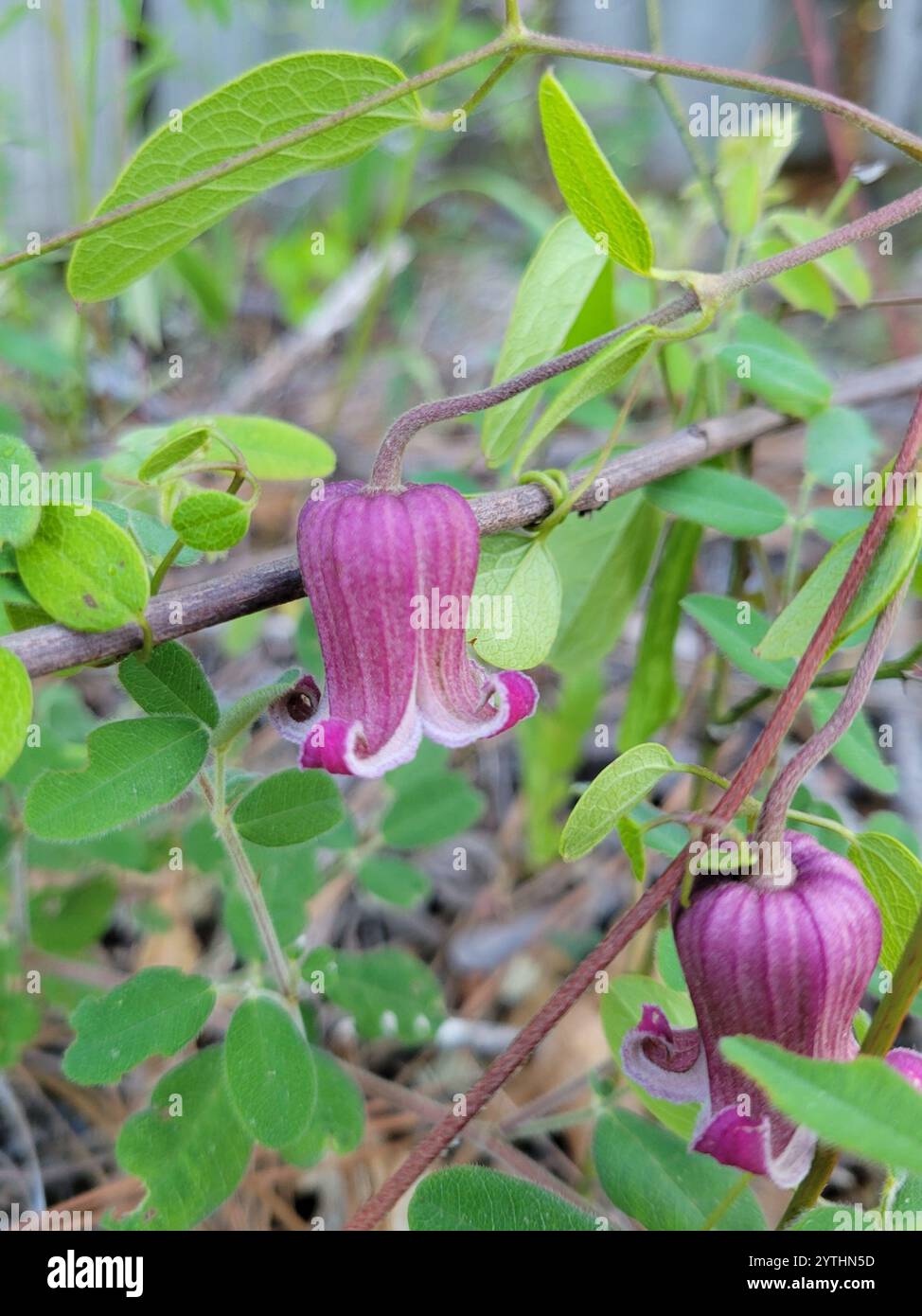 Netleaf Leather Flower (Clematis reticulata Stock Photo - Alamy