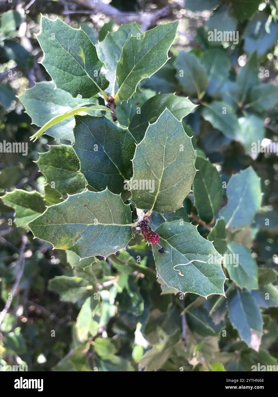 coast live oak (Quercus agrifolia Stock Photo - Alamy