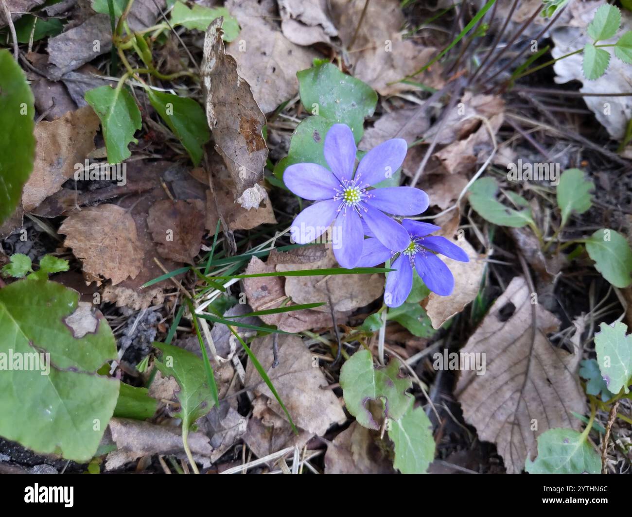 Liverleaf (Hepatica nobilis Stock Photo - Alamy