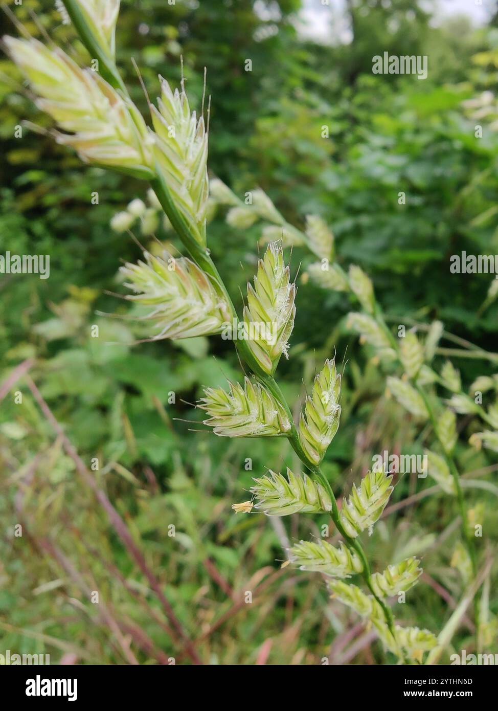 Italian Ryegrass (Lolium multiflorum Stock Photo - Alamy