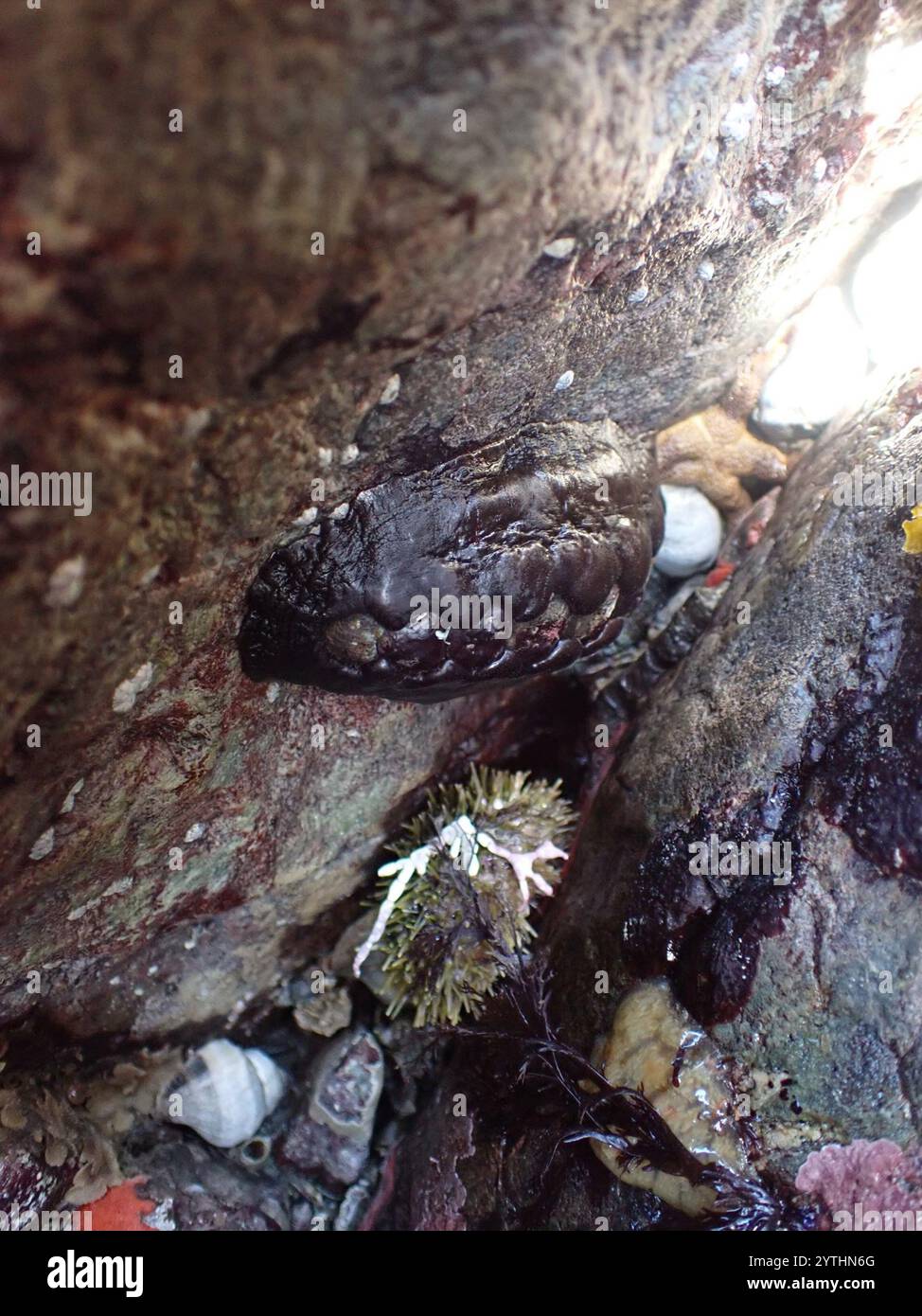 Black Leather Chiton (Katharina tunicata Stock Photo - Alamy