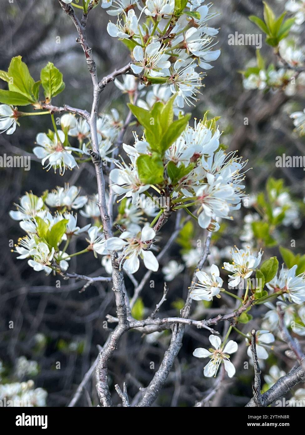 American plum (Prunus americana Stock Photo - Alamy